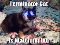 Terminator Cat